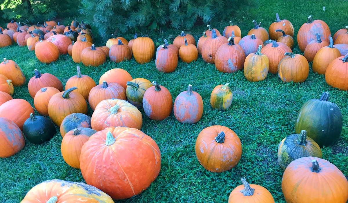 Michigan Cider Mills: Apples, Donuts, Pumpkins + More - ItsMeAnne.com